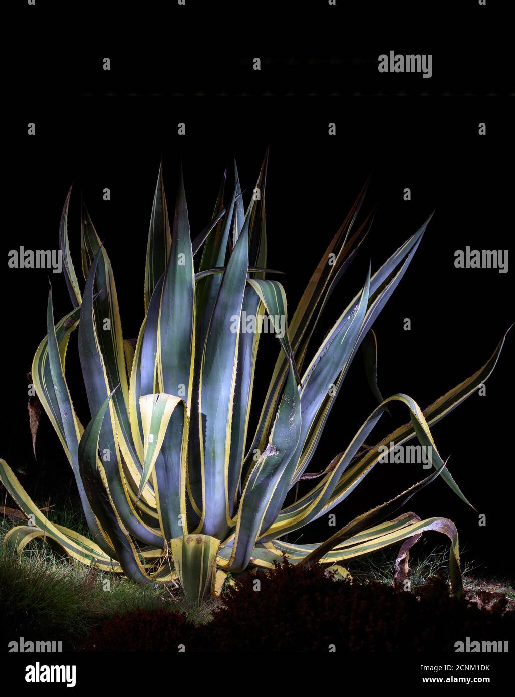 Agave plant illuminated by a torch. Whole succulent plant in the night ...