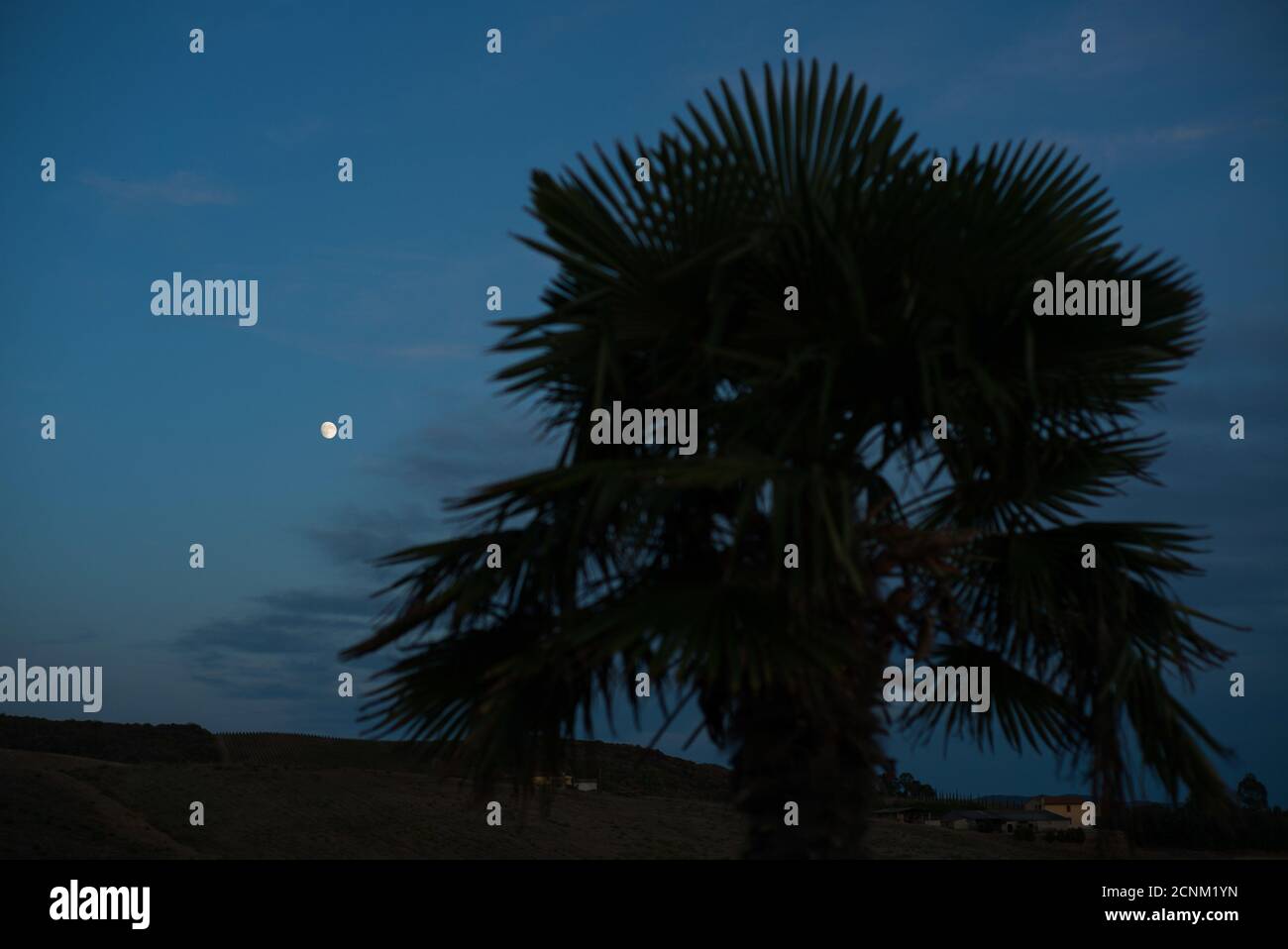 Moon, palm tree, agritourism, Torri Basse, Maremma Tuscany, Italy Stock ...