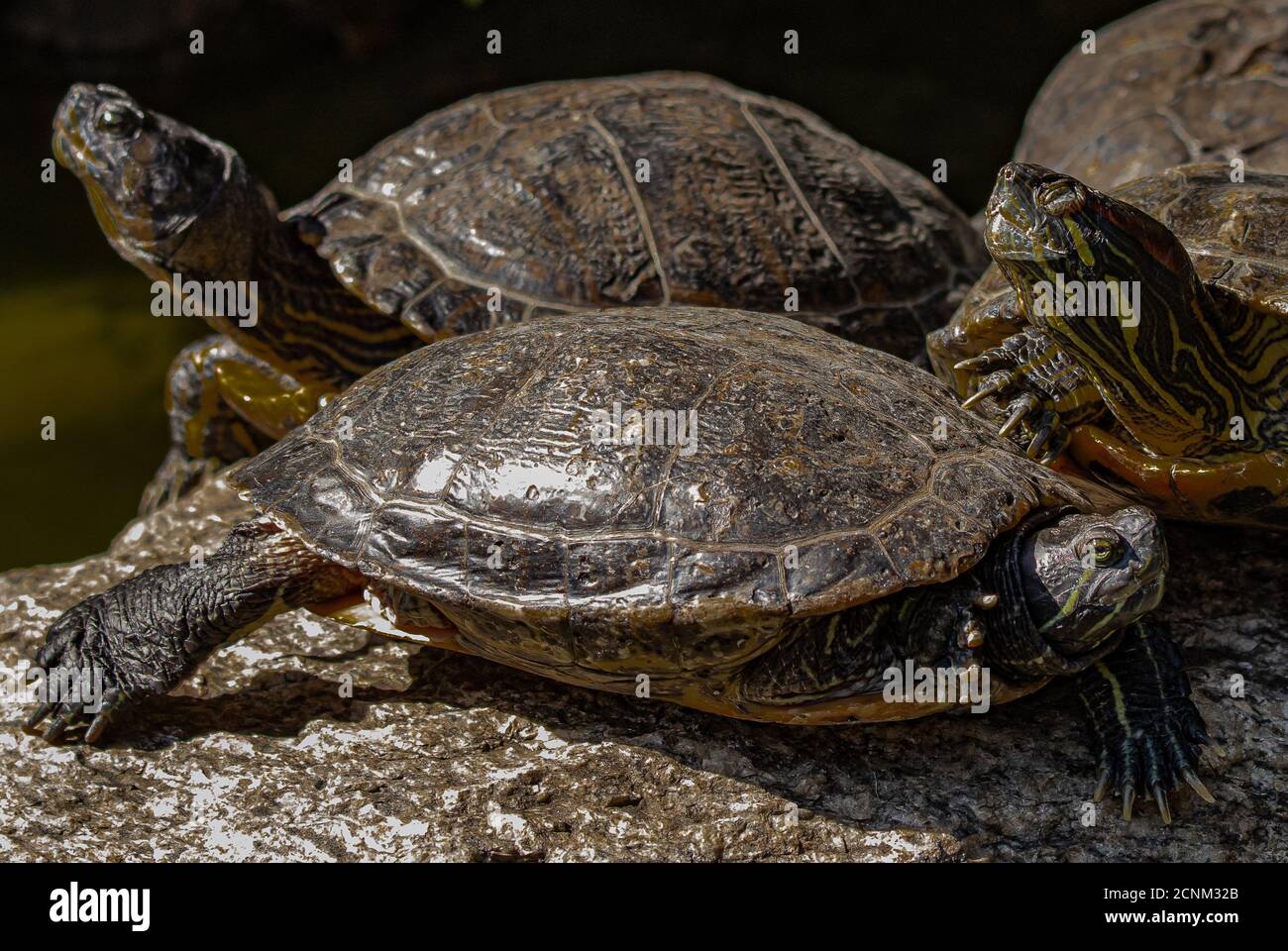 group of turtles walking around the pond Stock Photo - Alamy