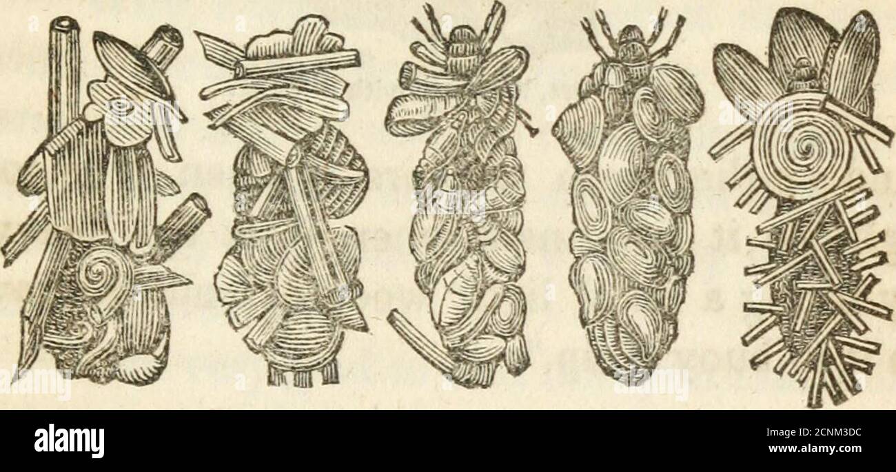 Caddis worm hi-res stock photography and images - Alamy