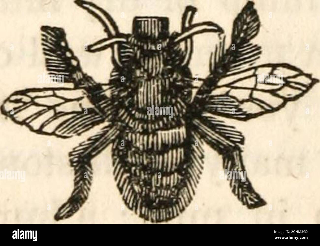 Mortar bees hi-res stock photography and images - Alamy