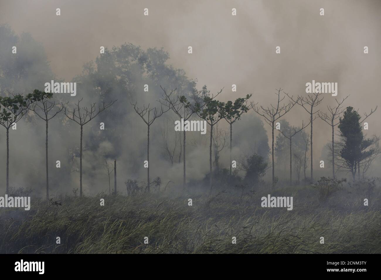 Indonesian forest fire hi-res stock photography and images - Alamy