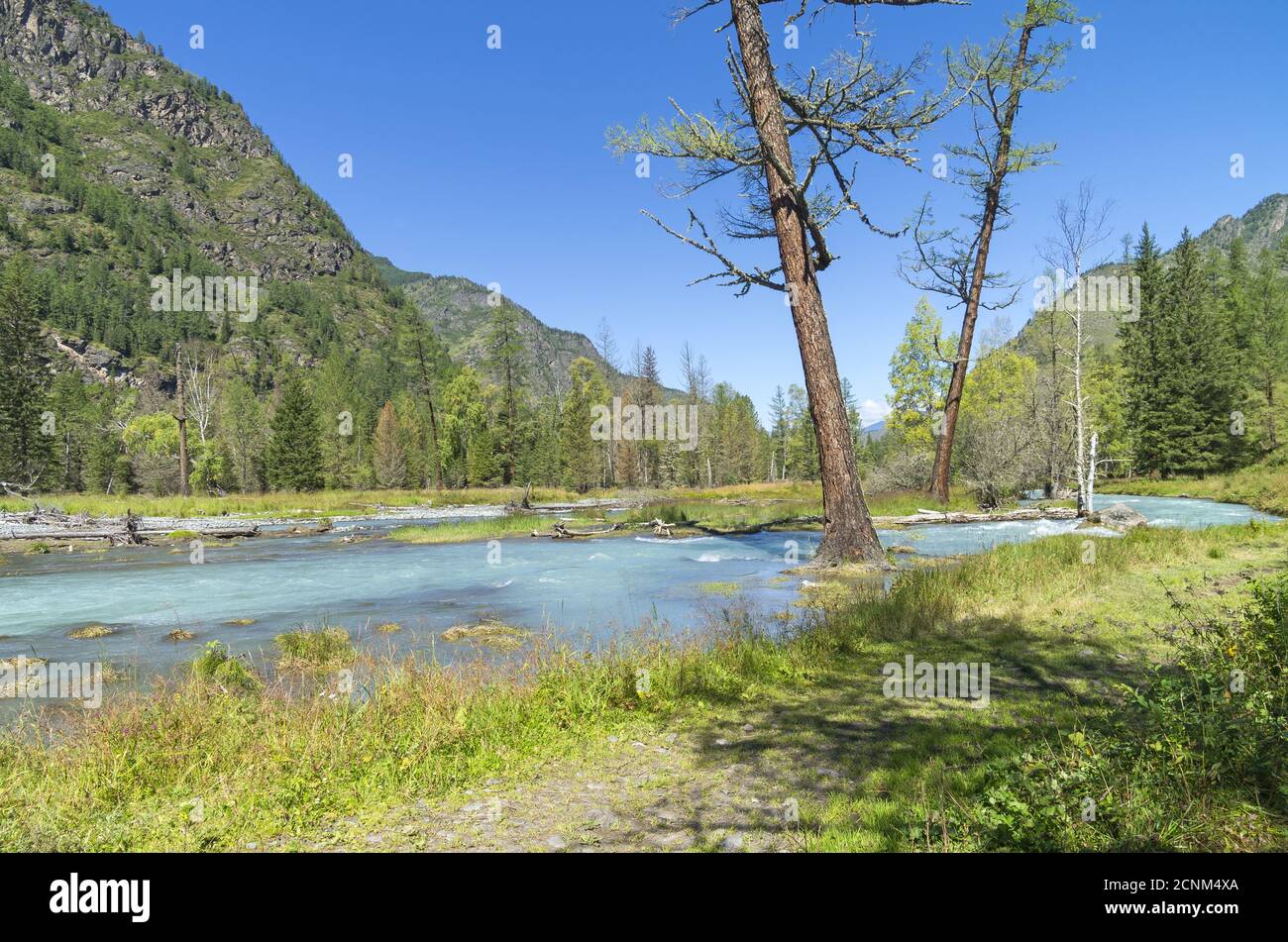 Two larch on the bank of a mountain river Stock Photo - Alamy