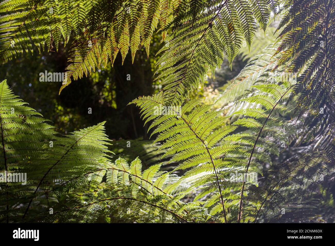 New Zealand forest Stock Photo - Alamy