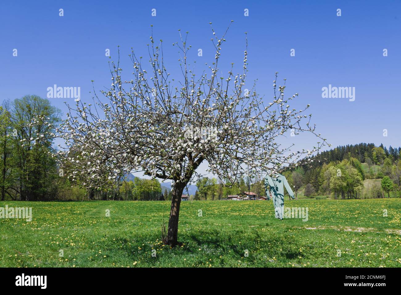 Dress on the tree Stock Photo - Alamy