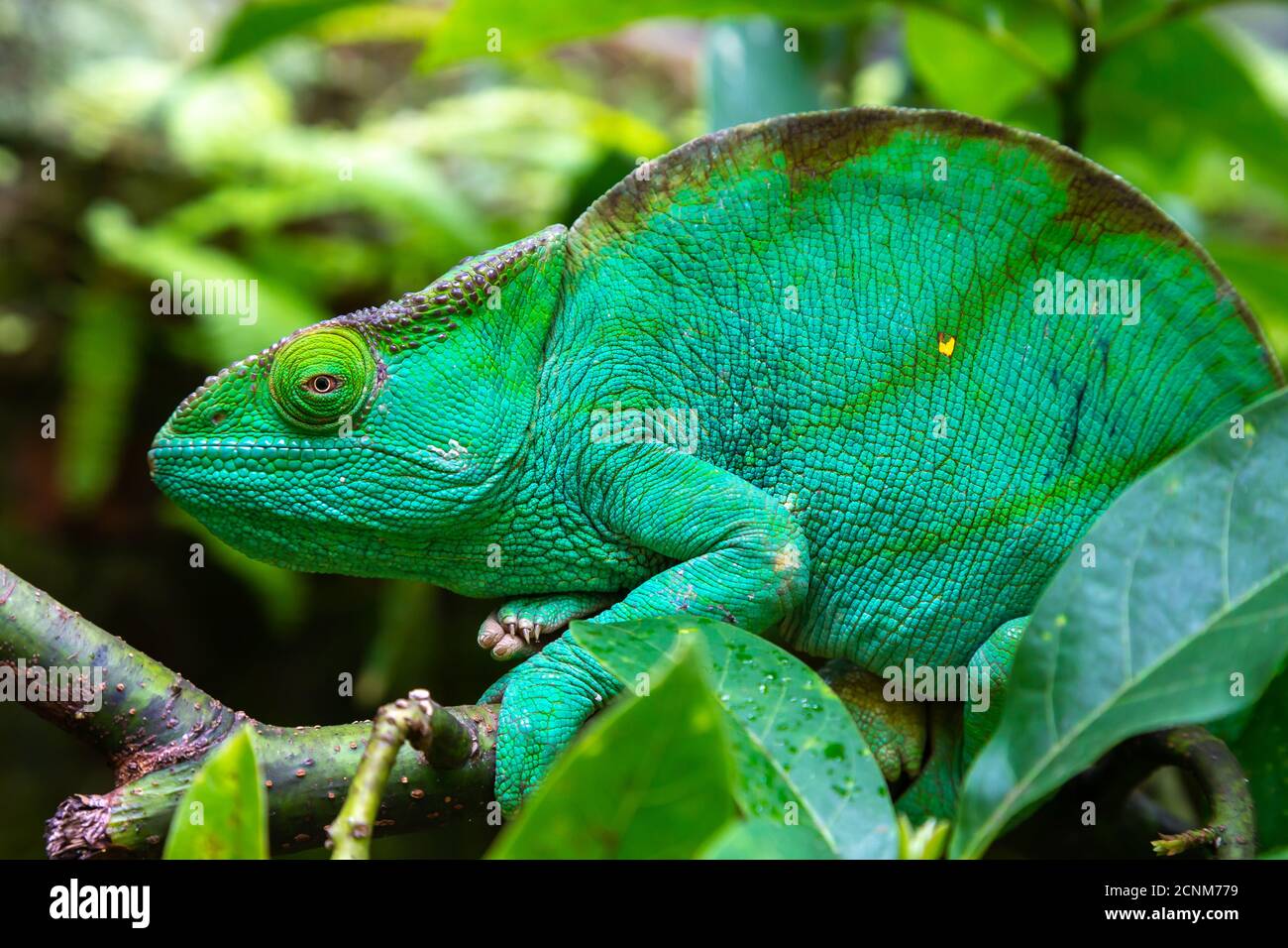 Chameleon in a tree hi-res stock photography and images - Alamy