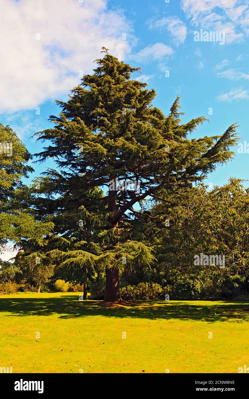 Mature cedar tree hi-res stock photography and images - Alamy