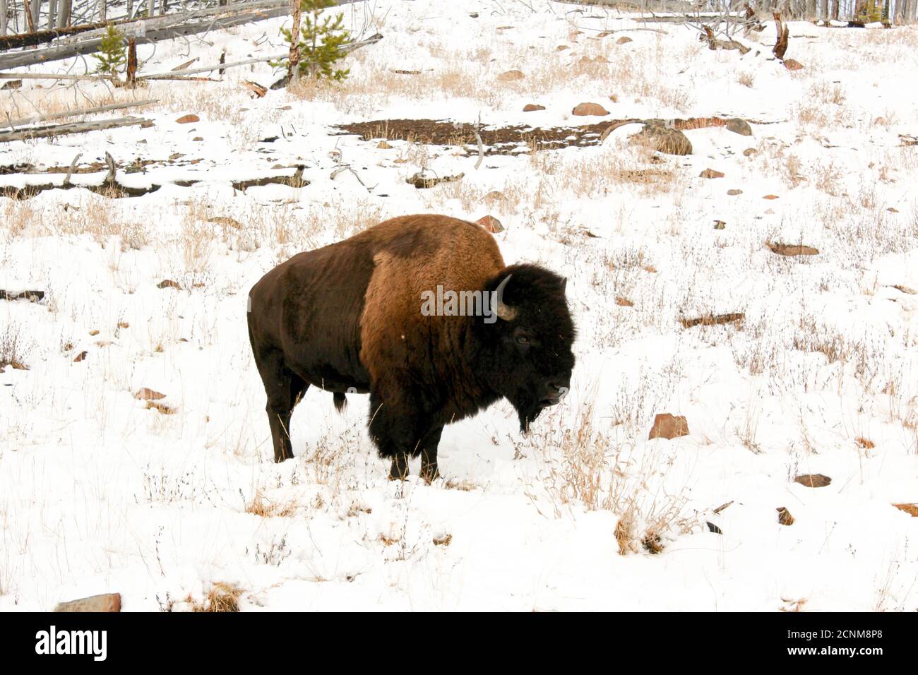 Yellowstone National Park, animals buffalo moose danger sign Stock ...
