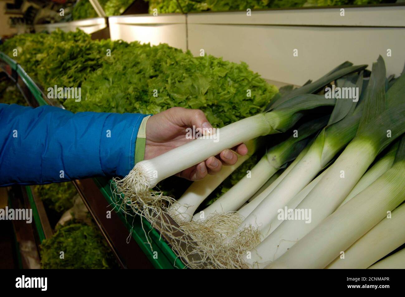 Varieties of leek plants hi-res stock photography and images - Alamy