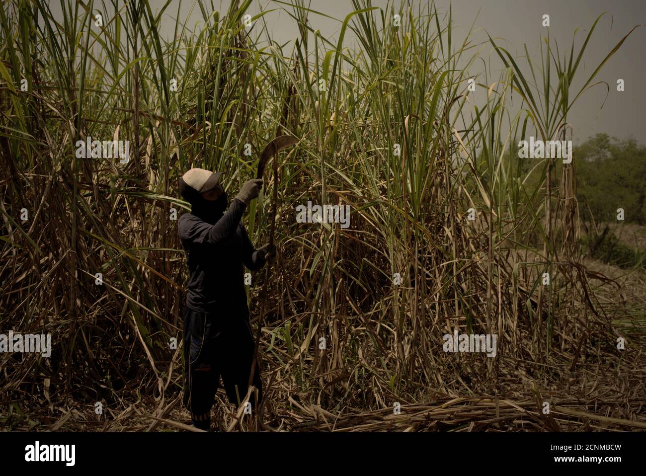 A worker cleaning harvested sugarcane at an agricultural field managed ...