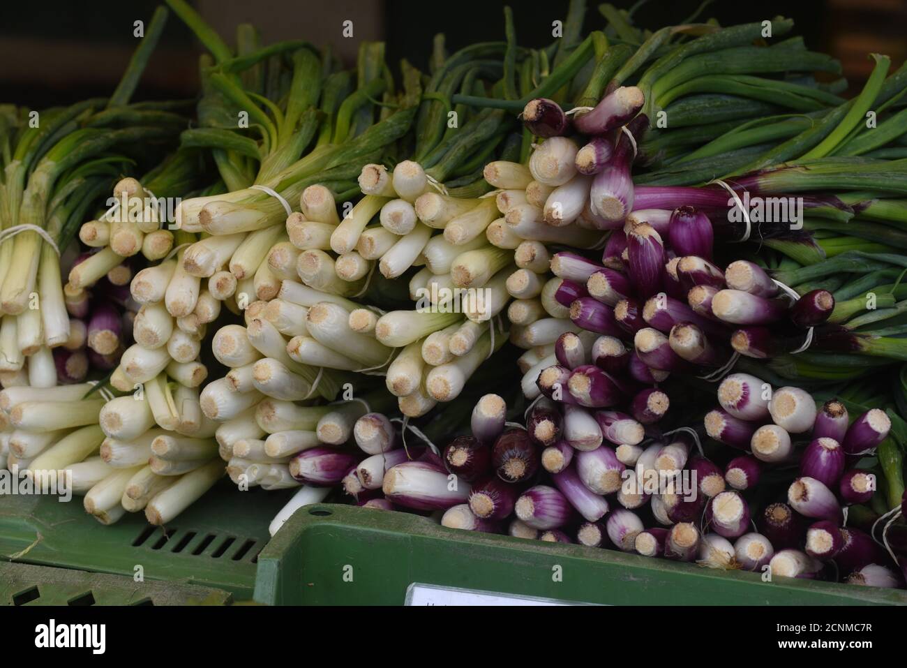 Varieties of leek plants hi-res stock photography and images - Alamy