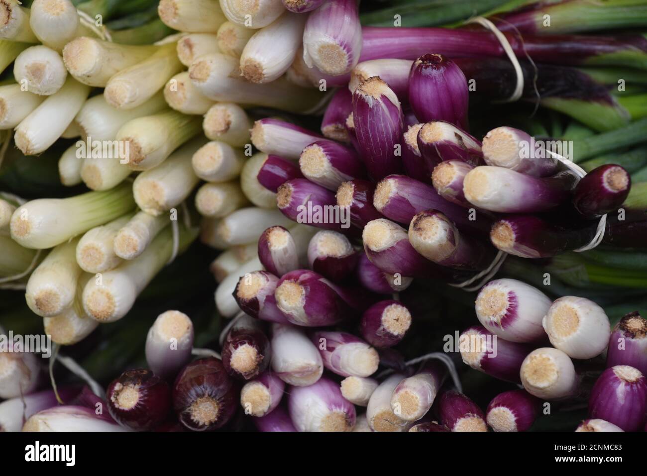 Varieties of leek plants hi-res stock photography and images - Alamy