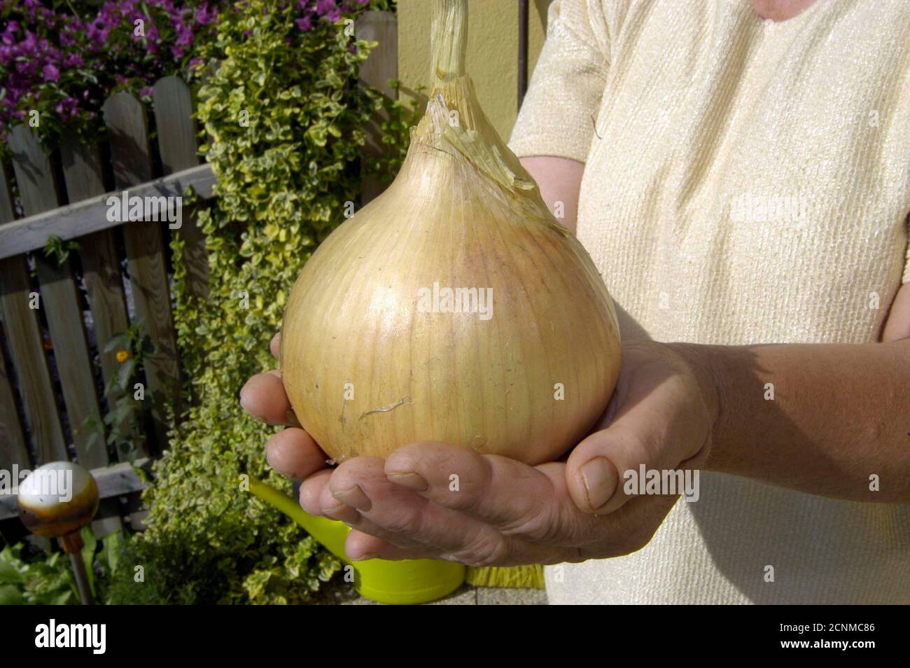 Varieties of edible onion plants hi-res stock photography and images ...