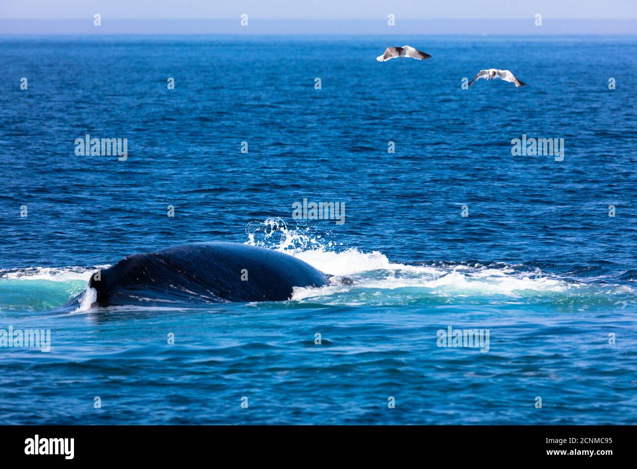 Whale, cape cod Stock Photo - Alamy