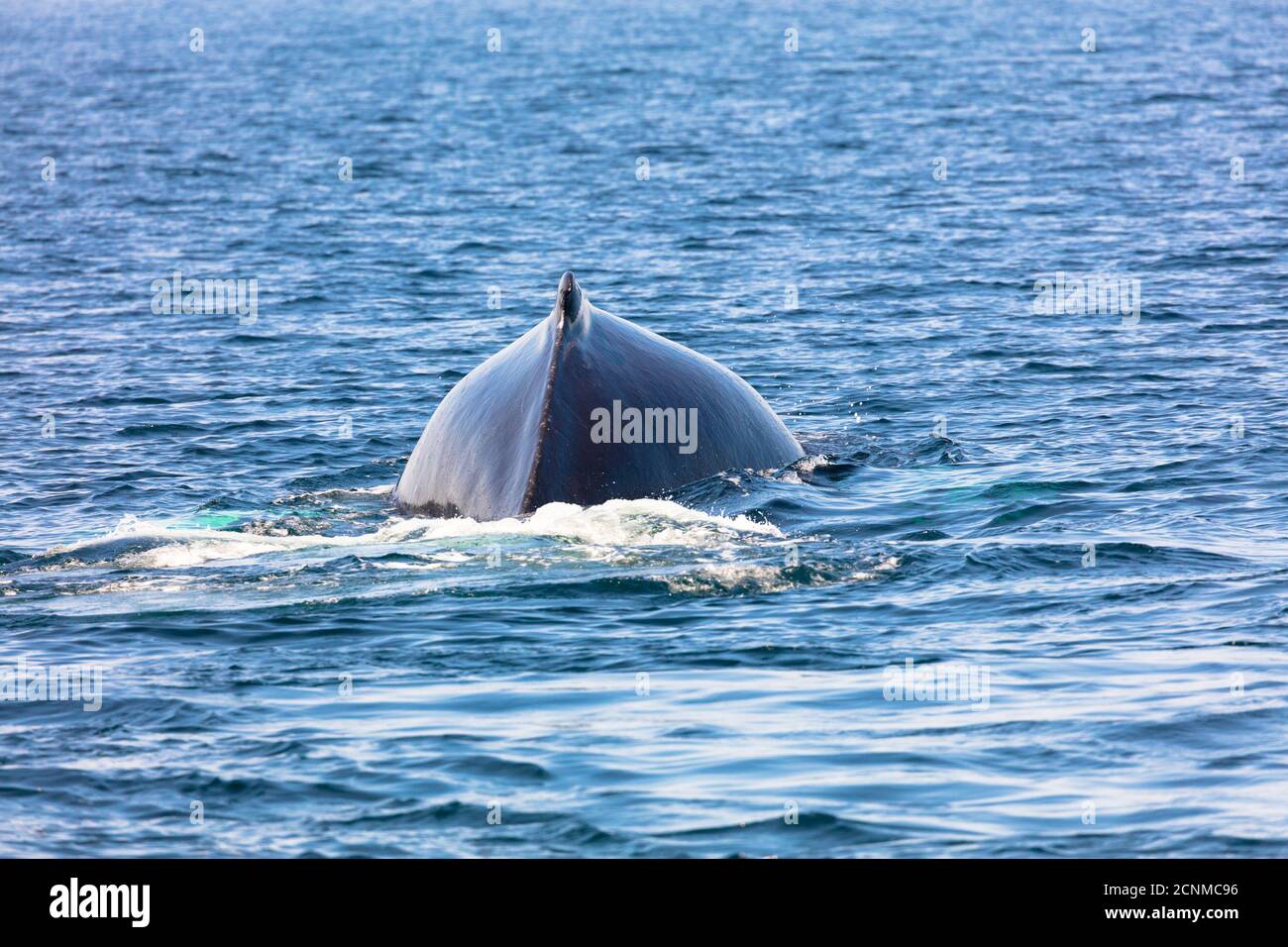 Whale cape cod hi-res stock photography and images - Alamy