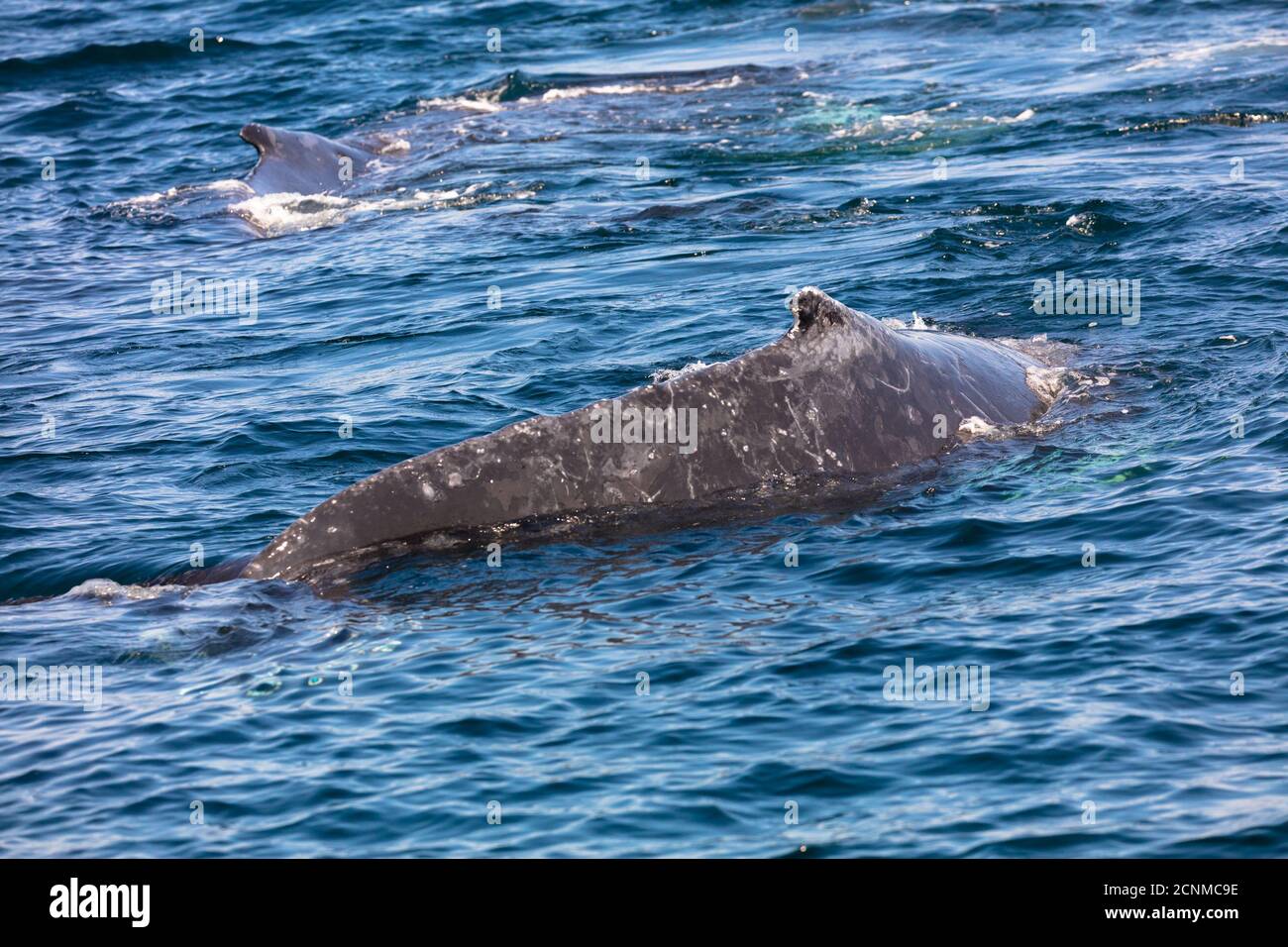 Huge Cod Fish High Resolution Stock Photography and Images - Alamy
