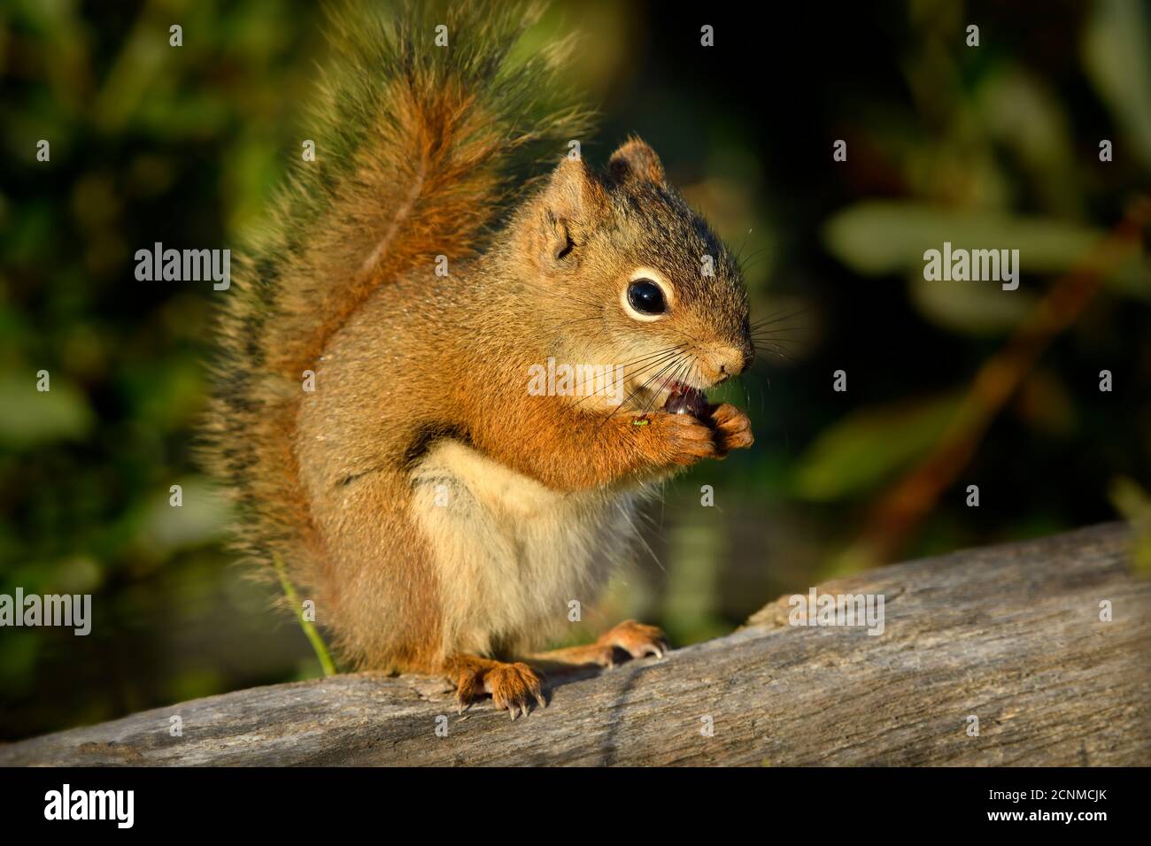Red squirrel on dead tree feeding hi-res stock photography and images ...