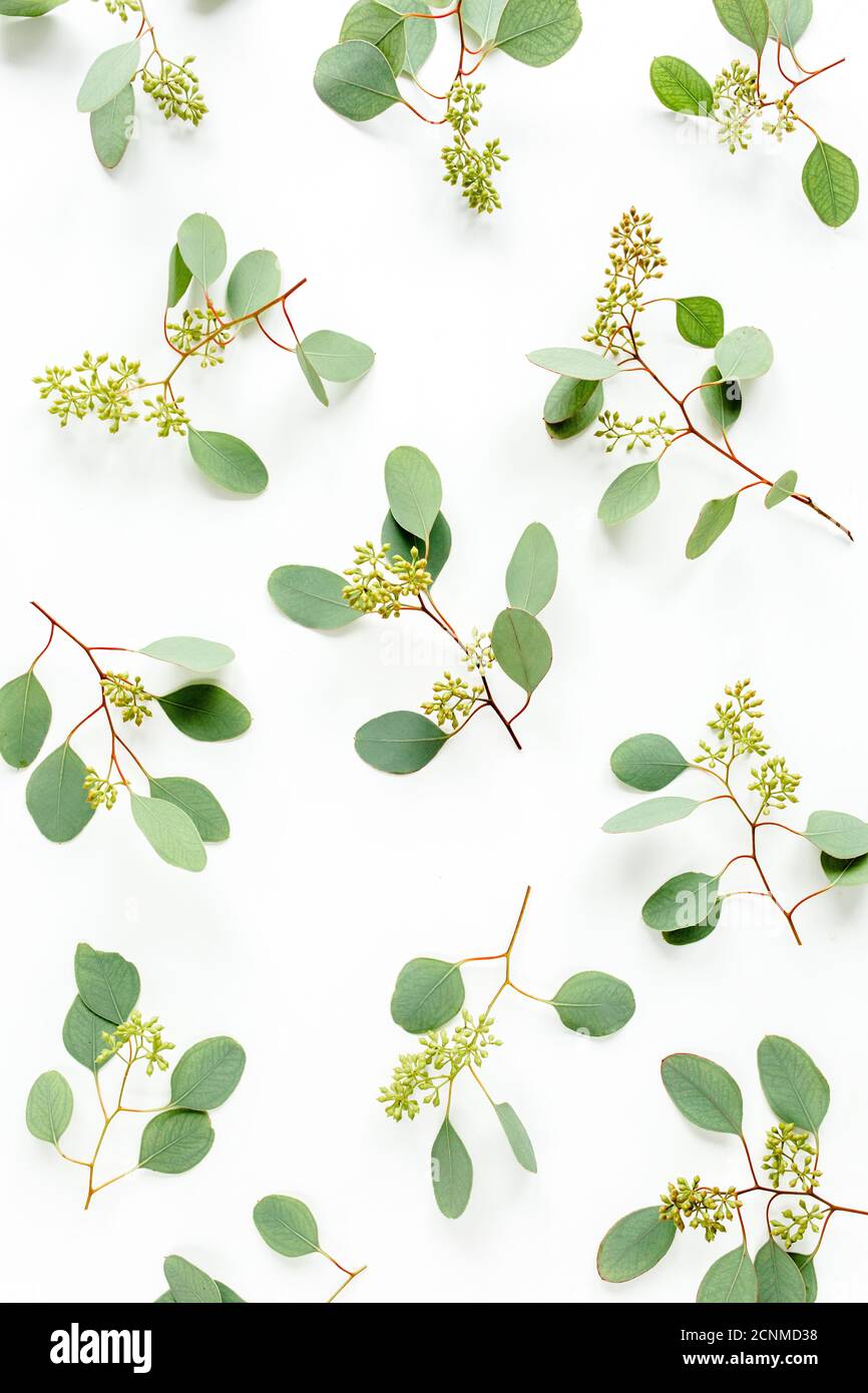 Background Texture made of green leaves, branches eucalyptus populus ...