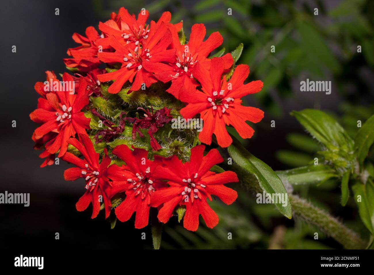 Beautiful flowers of lychnis is growing on a green meadow. Live nature ...