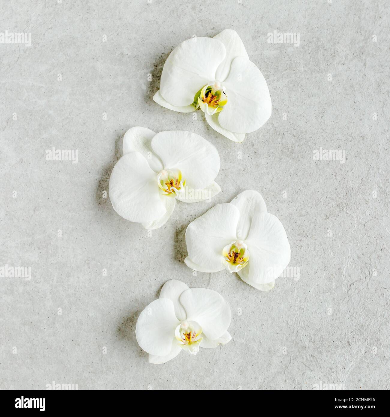 Beautiful tropical orchid flowers on marble grey background. Flat lay ...