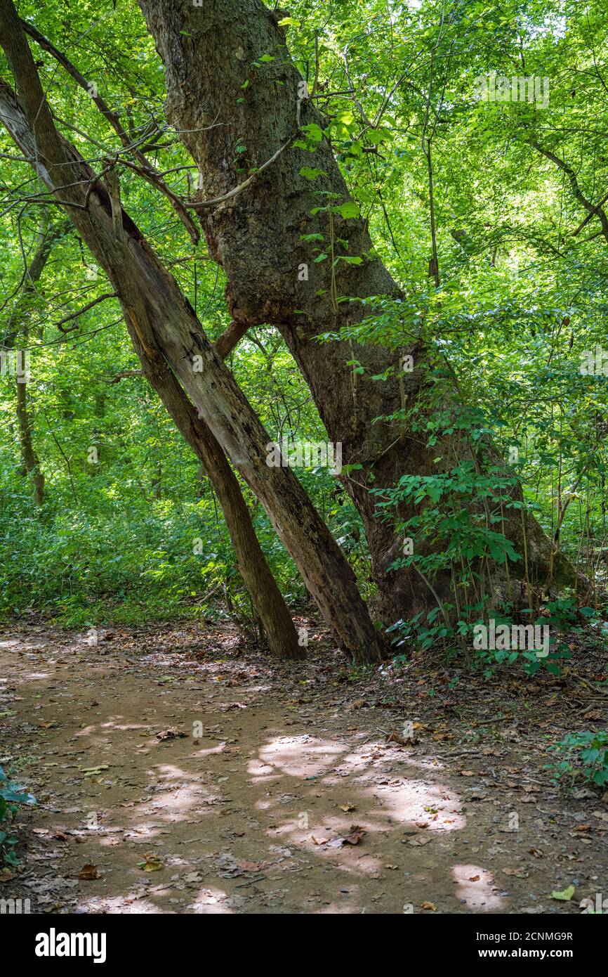 A vertical photo of bent trees leanning over a hiking path in Riverbend ...