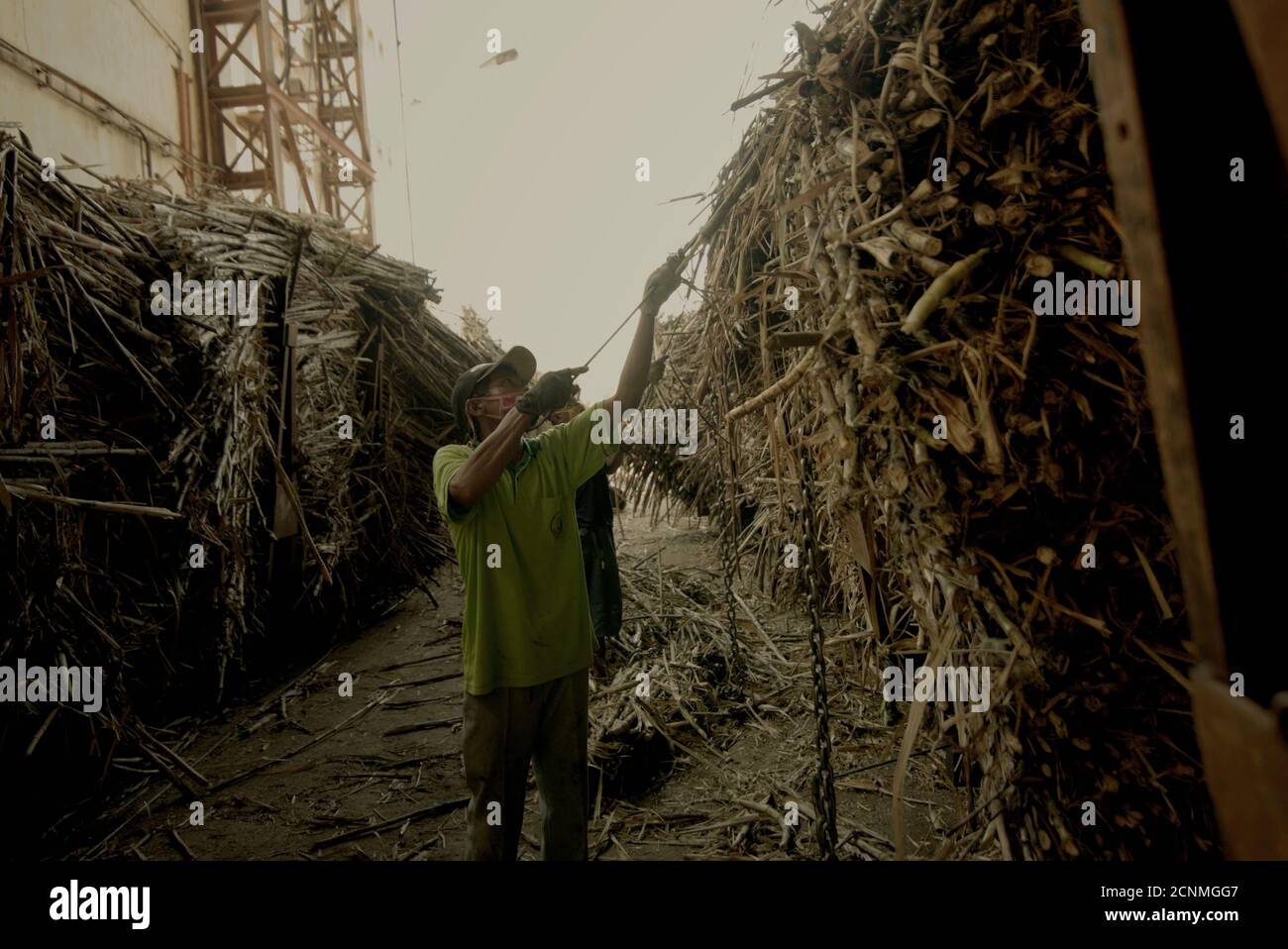 Workers checking, sorting and cleaning sugarcane supplies before the ...