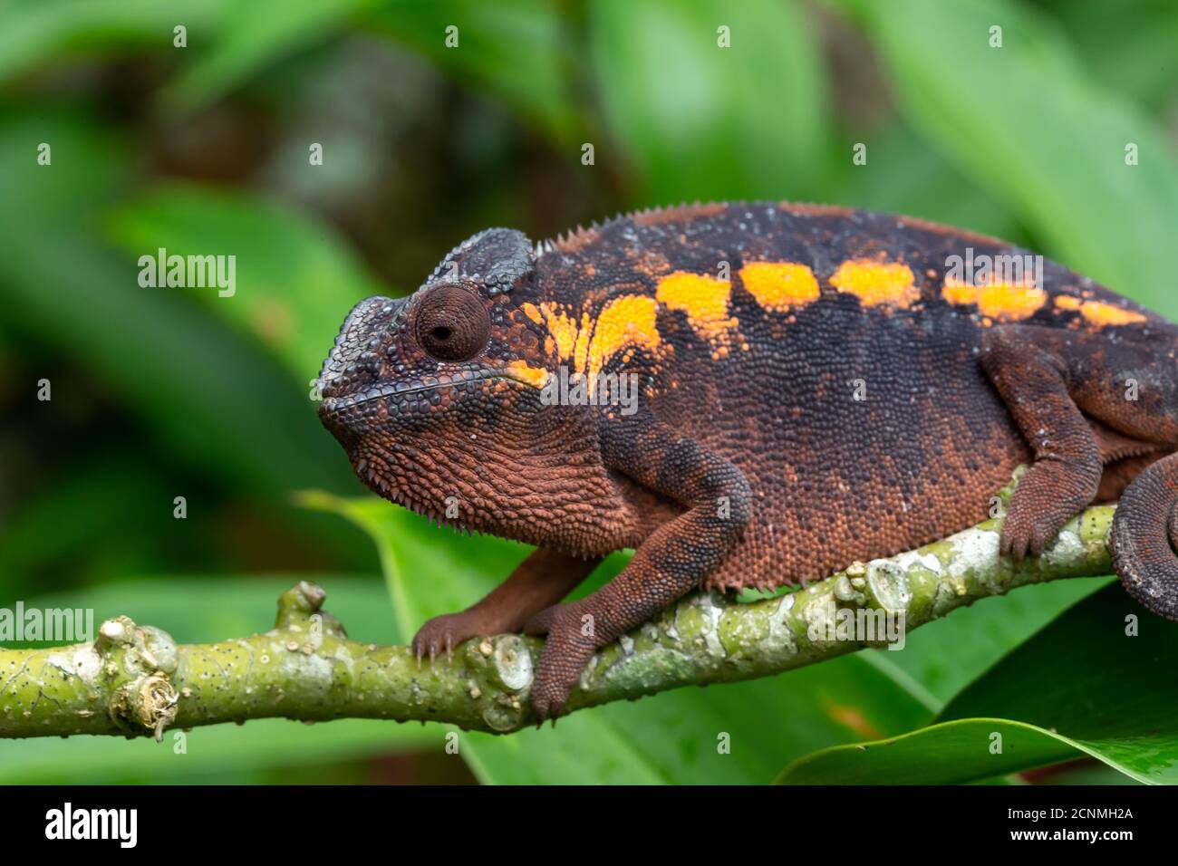 Multi colored chameleon hi-res stock photography and images - Alamy