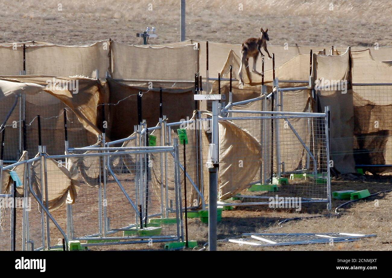 Kangaroo fence hi-res stock photography and images - Alamy