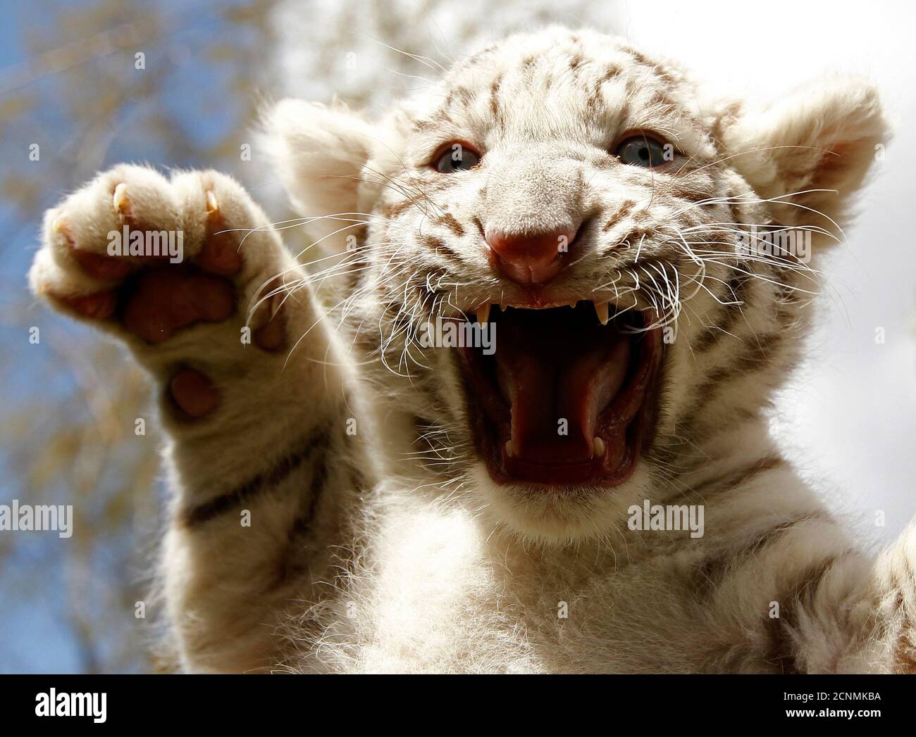 Baby tiger mouth open hi-res stock photography and images - Alamy