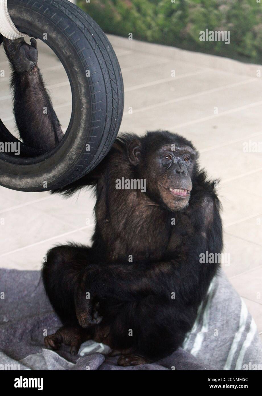 Poor conditions zoo hi-res stock photography and images - Alamy