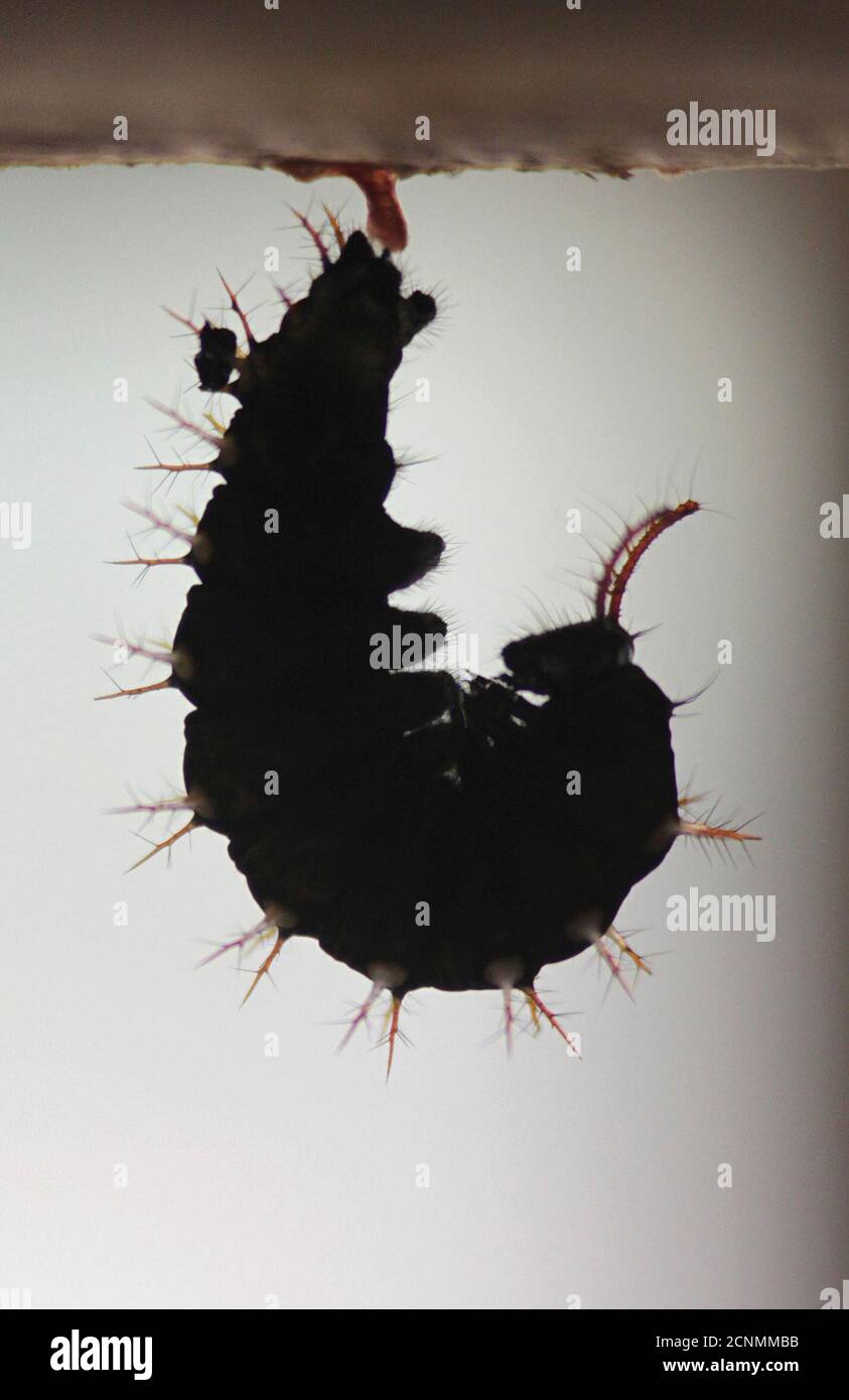 Human larva hi-res stock photography and images - Alamy