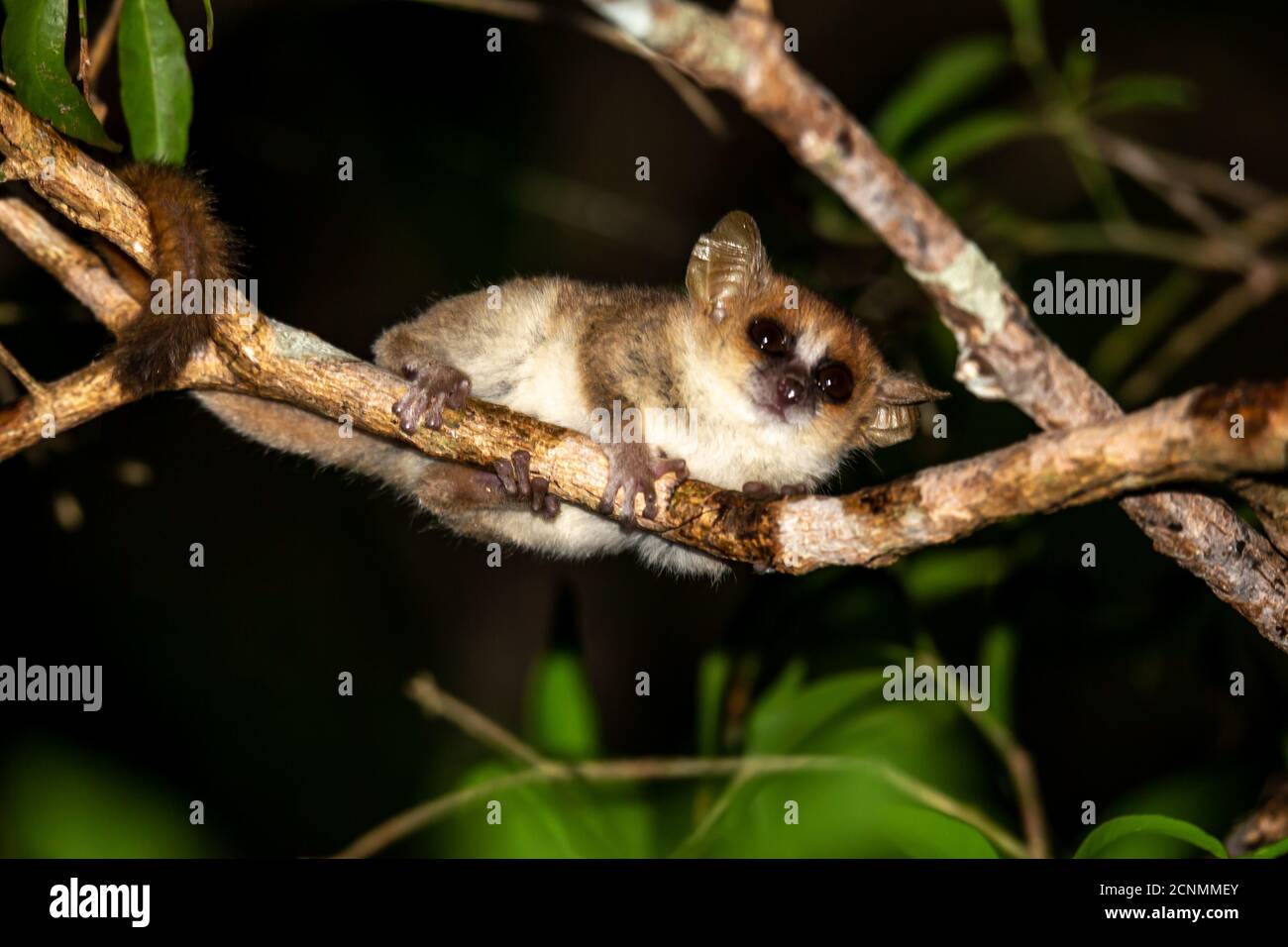 Mouse Lemur High Resolution Stock Photography and Images - Alamy