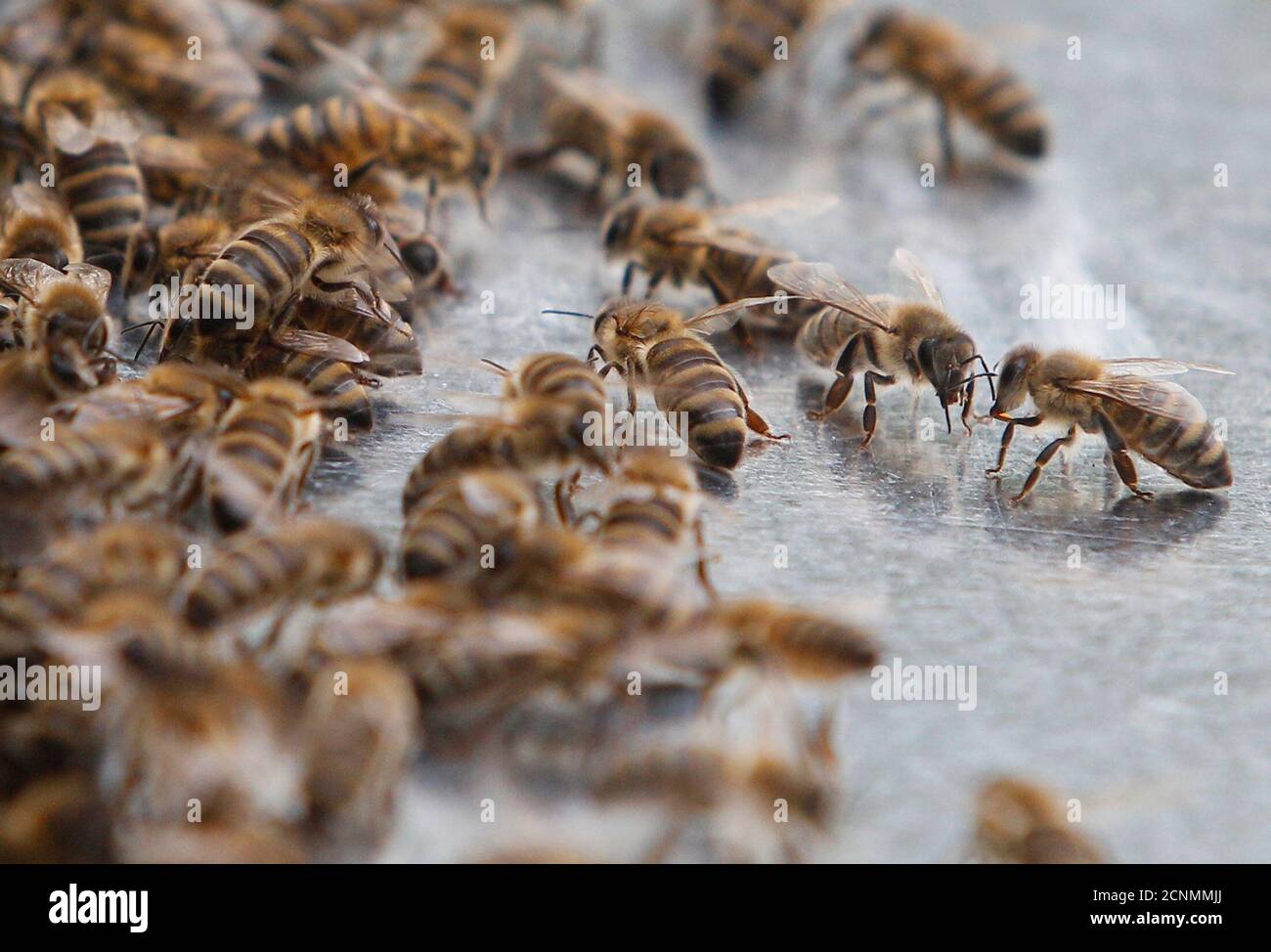 Austria europe bee beehive hi-res stock photography and images - Alamy