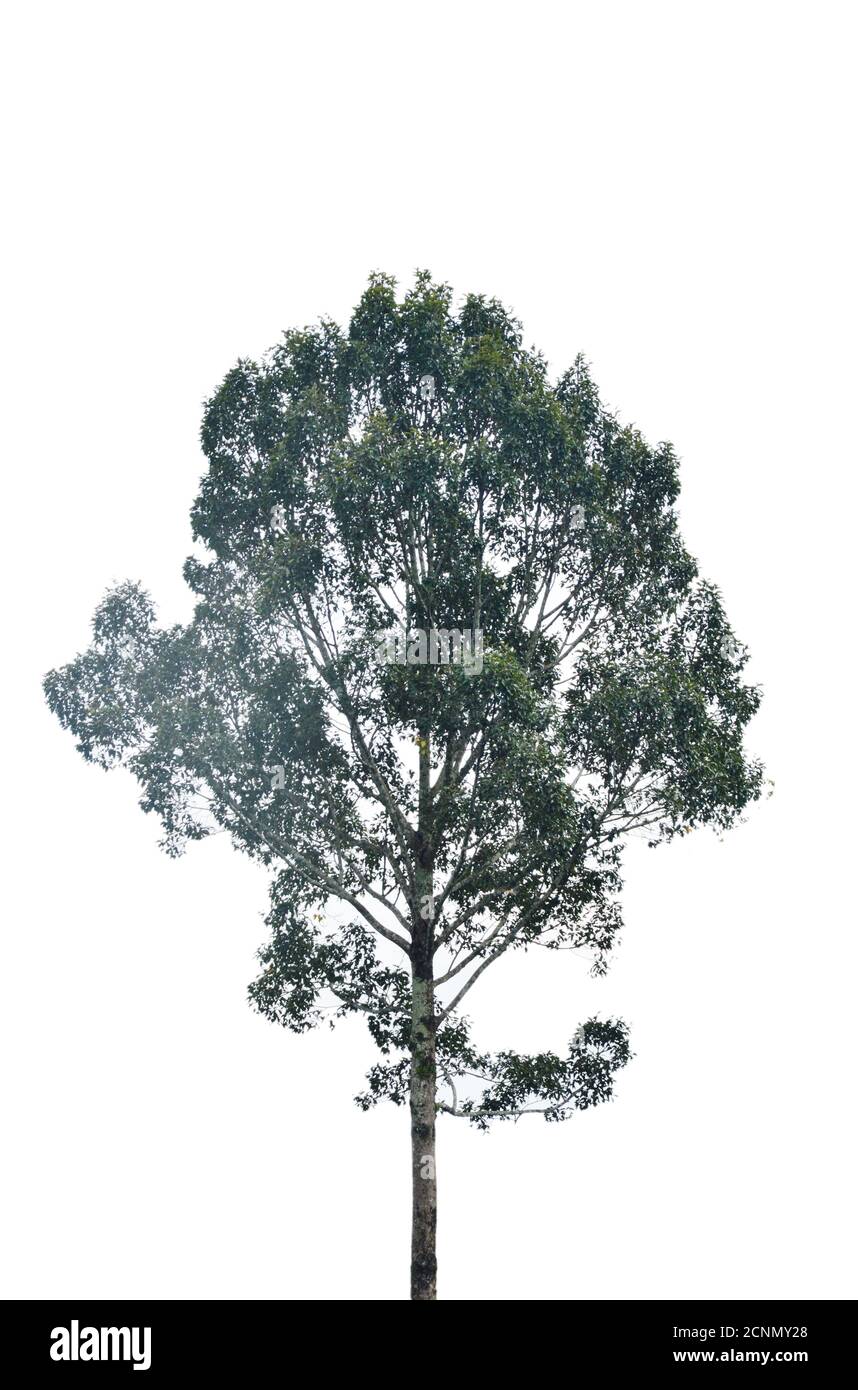 Big tree on white background Stock Photo - Alamy