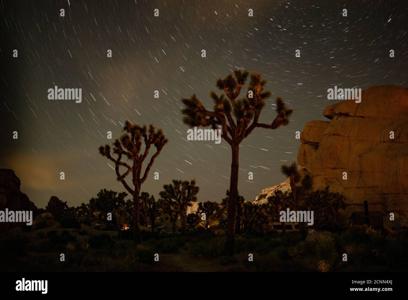 Breathtaking view of the Milky Way Galaxy at the Joshua Tree National ...
