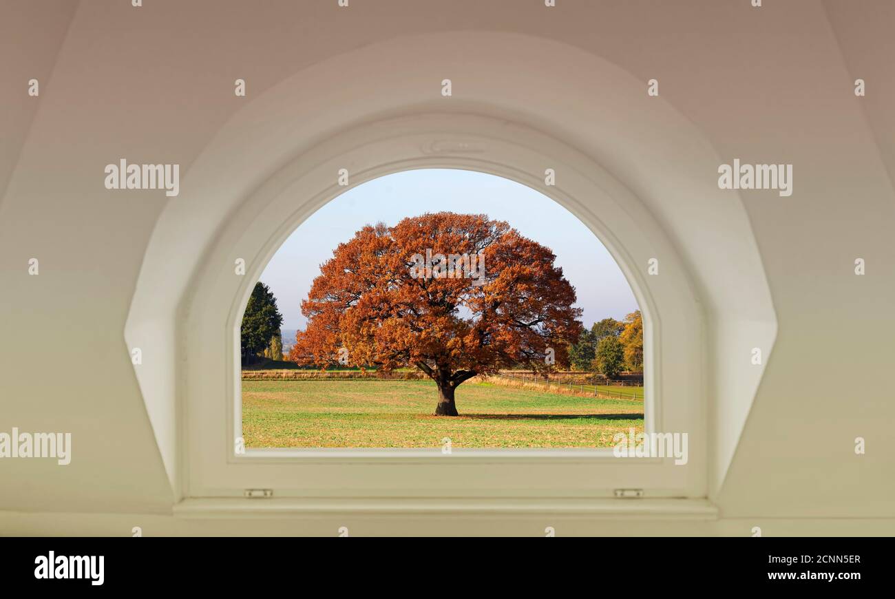 View windows trees outside hi-res stock photography and images - Alamy