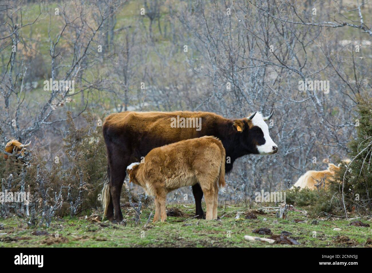 Cow in prairie hi-res stock photography and images - Alamy