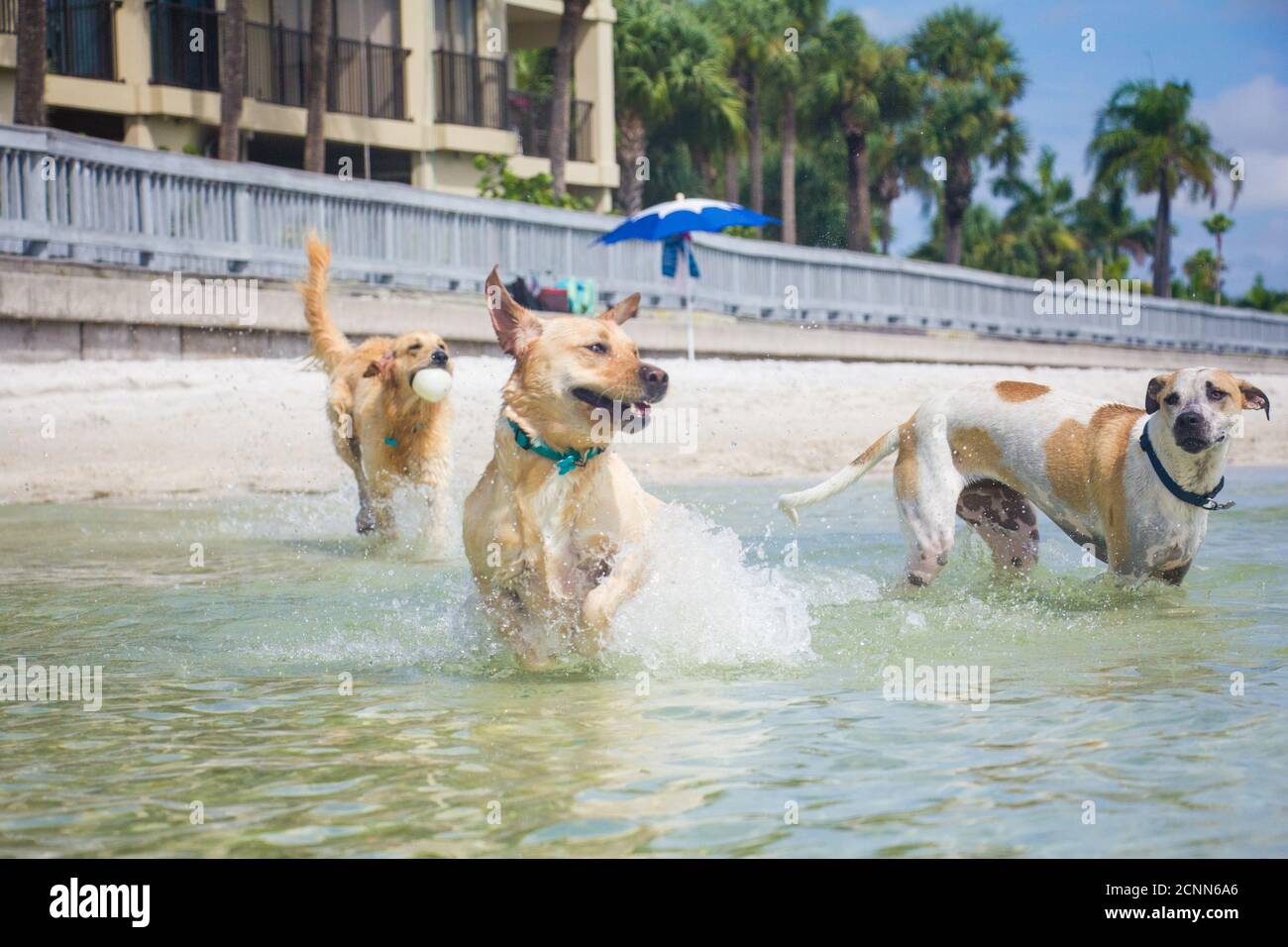 Three dogs playing in ocean, Florida, USA Stock Photo - Alamy