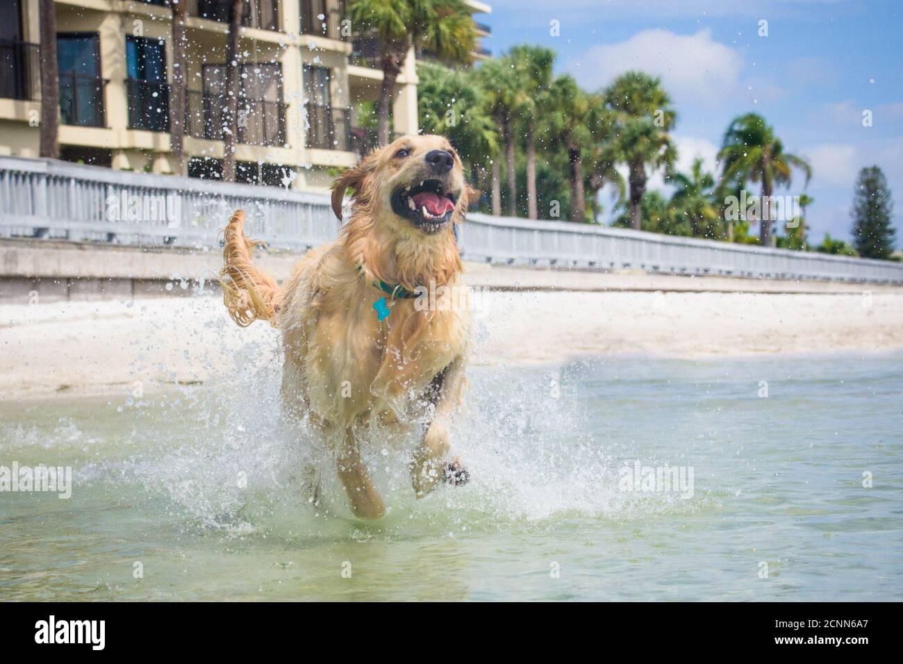 Golden retriever dog running into the ocean, Florida, USA Stock Photo ...
