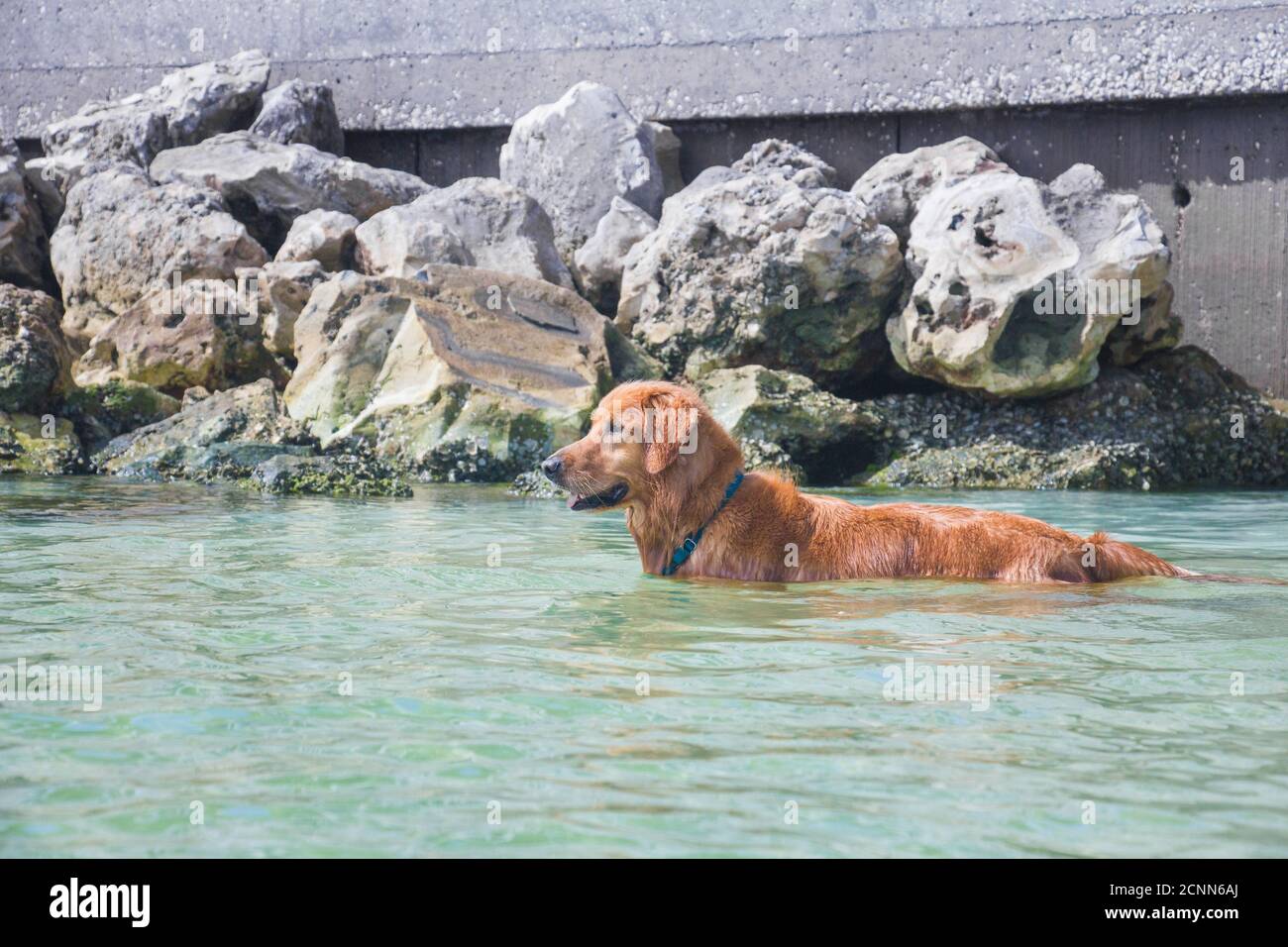 Golden retriever standing in ocean, Florida, USA Stock Photo - Alamy