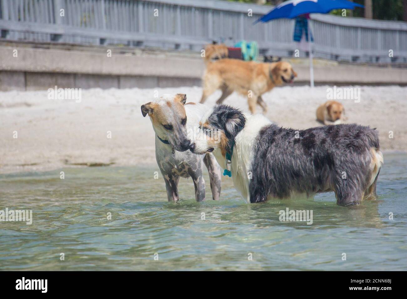 Two dogs standing in ocean touching noses with two dogs in background ...
