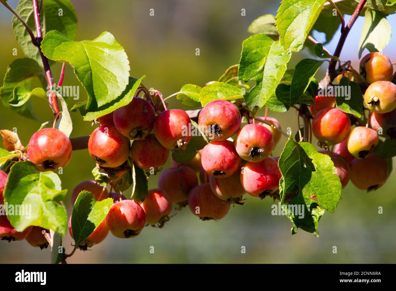 Fruits of a red sentinel apple tree, a ornamental apple also called ...