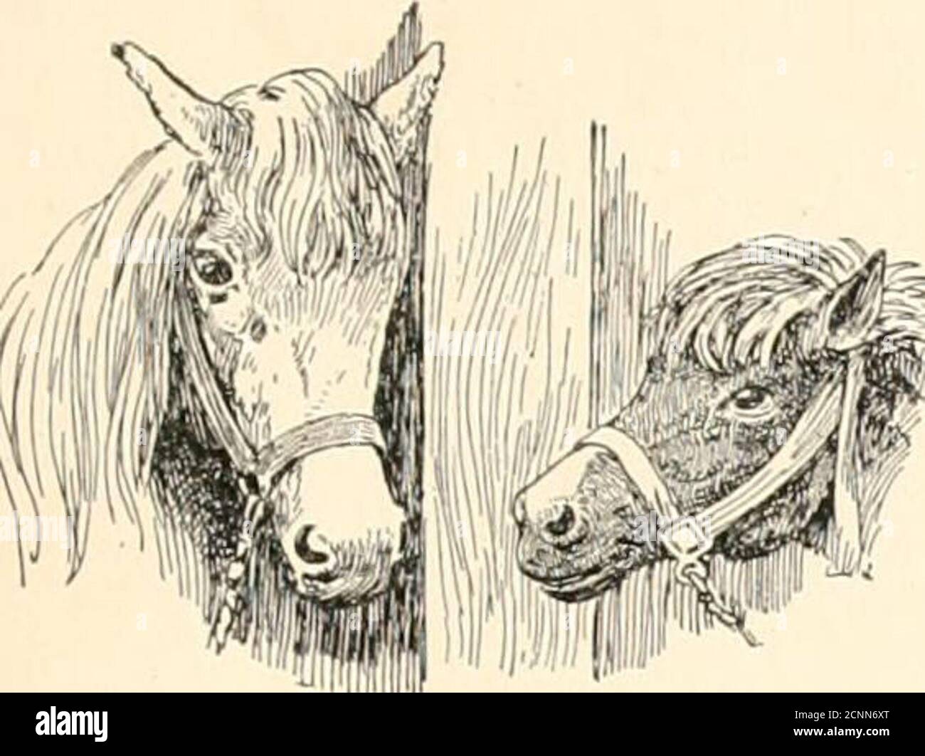 . The runaway donkey, and other rhymes for children . VII. THE CHECK ...