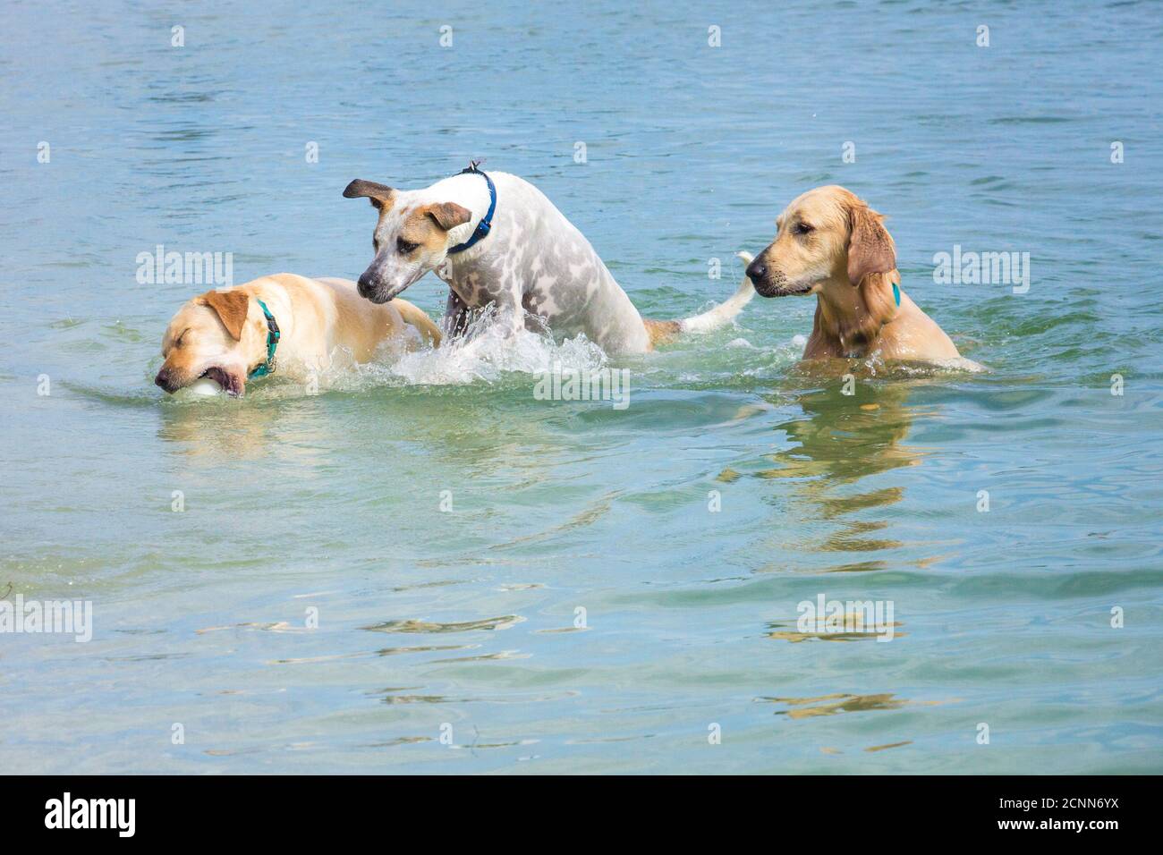 Three dogs playing with a ball in ocean, Florida, USA Stock Photo - Alamy