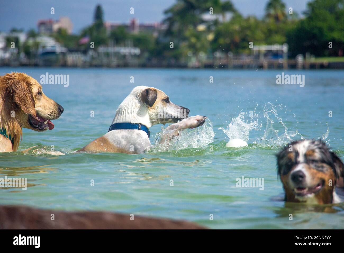 Three dogs playing with a ball in ocean, Florida, USA Stock Photo - Alamy