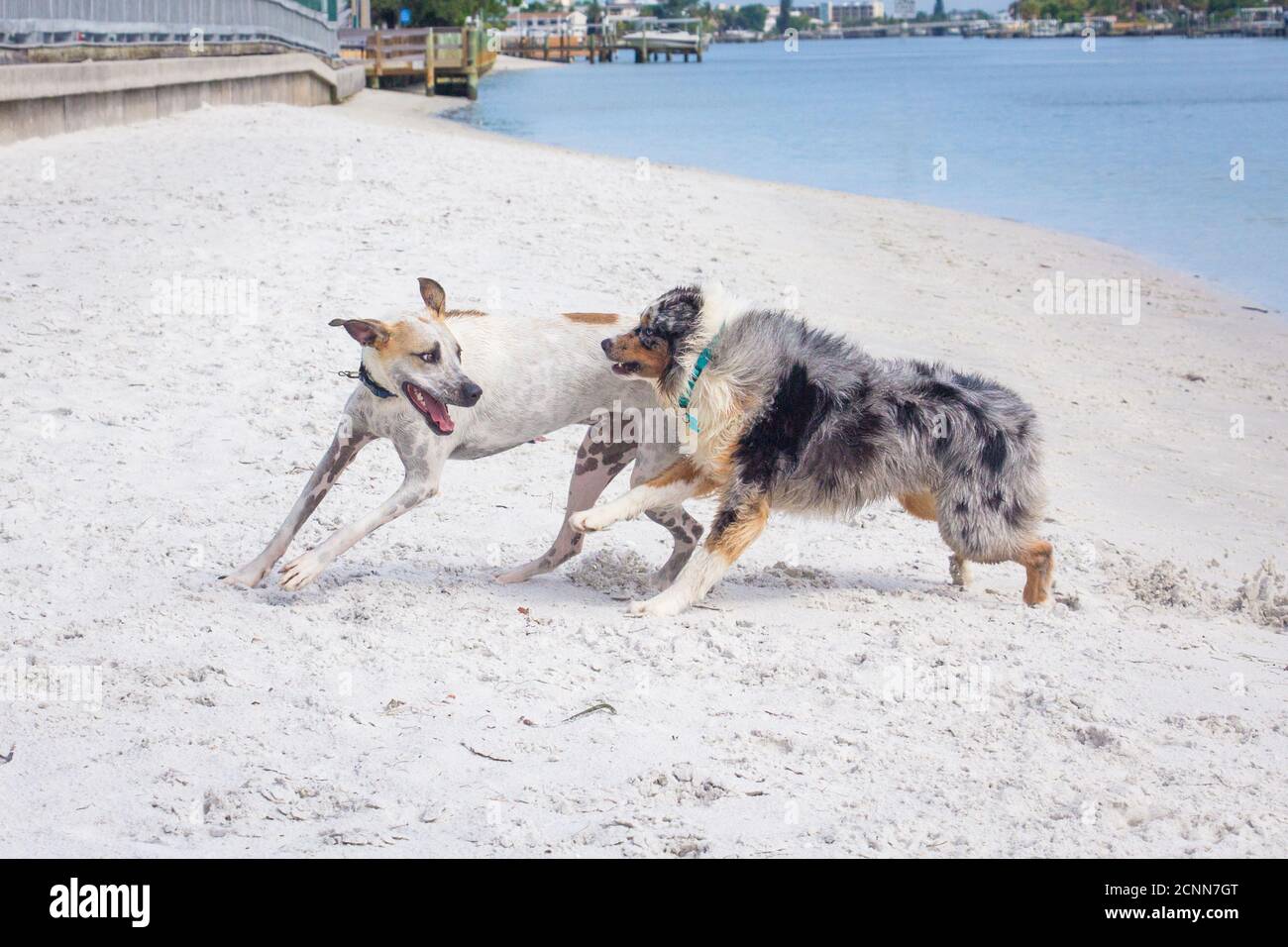 Two dogs playing on beach hi-res stock photography and images - Alamy
