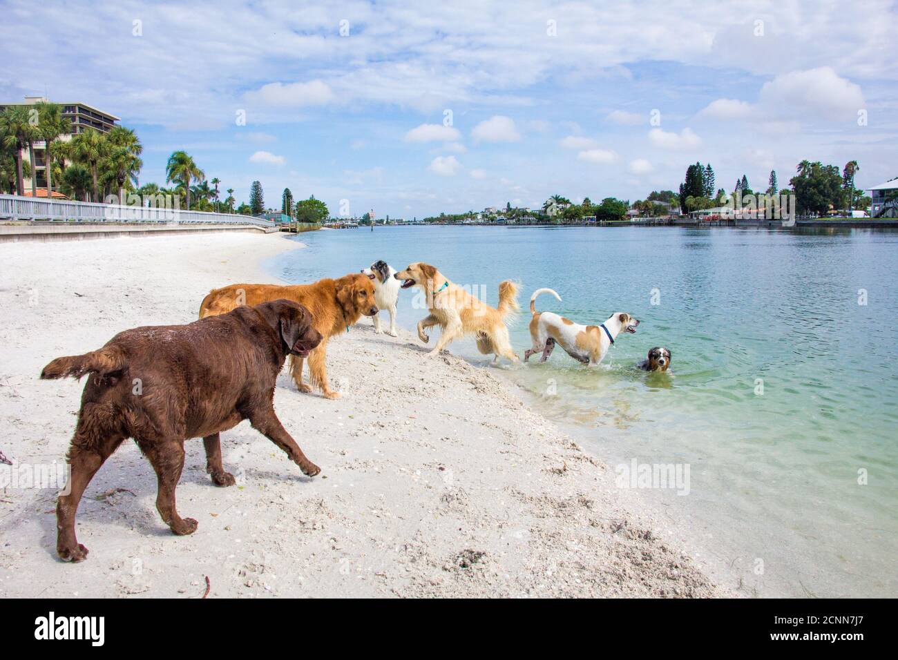 Group of dogs on the beach walking into the ocean, Florida, USA Stock ...