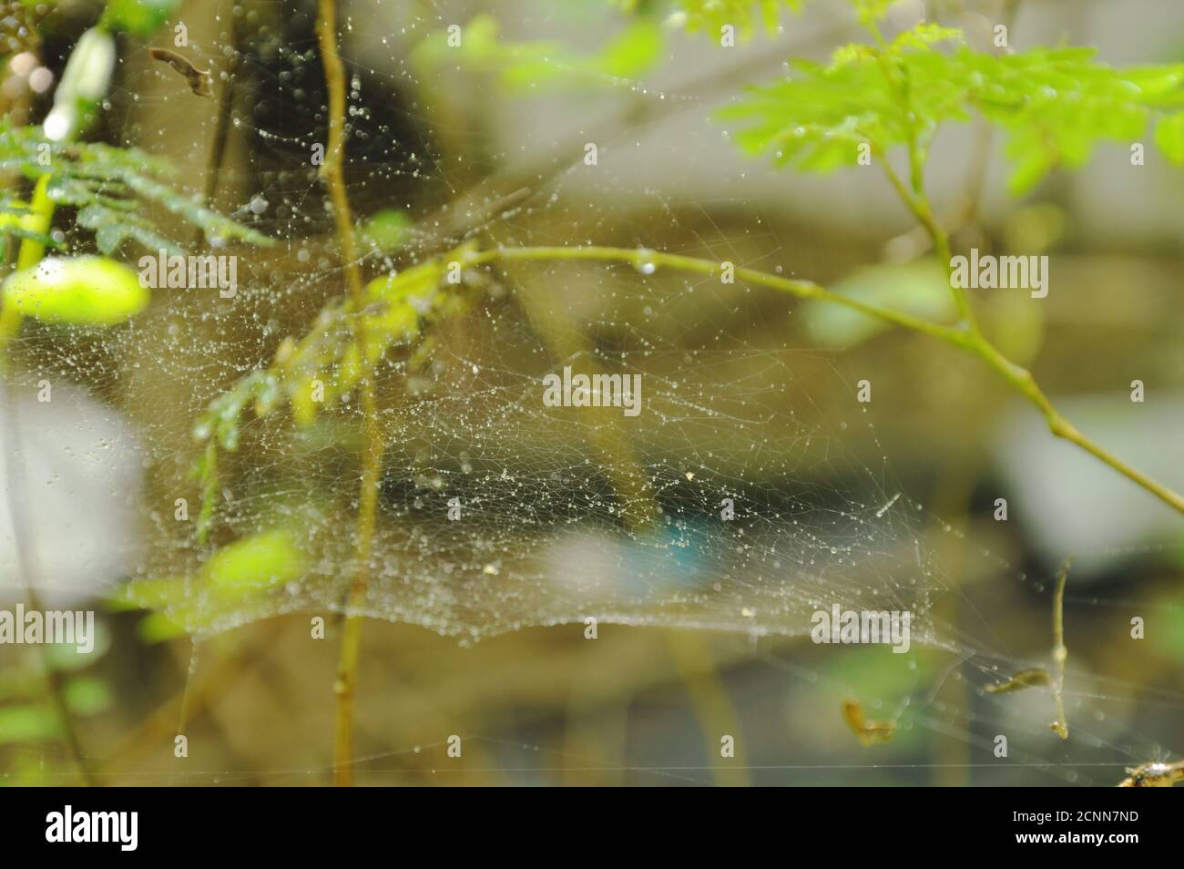 Drop of water on spider net in garden Stock Photo - Alamy