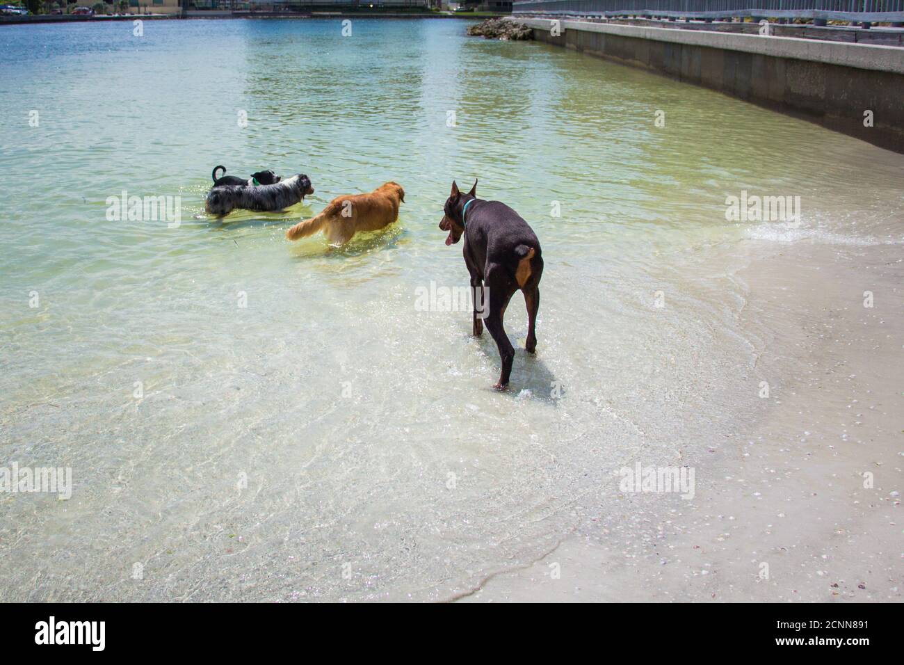 Four dogs walking on a sand bar in the ocean, Florida, USA Stock Photo ...