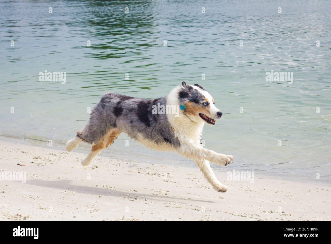 Blue merle Australian shepherd running along beach, Florida, USA Stock ...